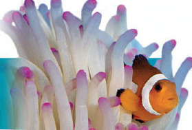 Tropical Fish Hobbyist - Jan/Feb 2020 Q&A Saltwater