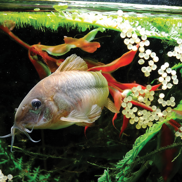 Tropical Fish Hobbyist - Jan/Feb 2024 A How-To Guide for Breeding Corydoras Catfish