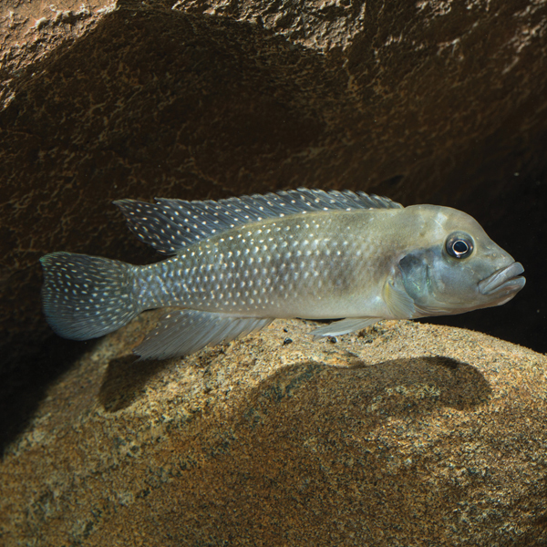 Tropical Fish Hobbyist - Jan/Feb 2024 Lamprologus , Rheophilic Cichlids ...