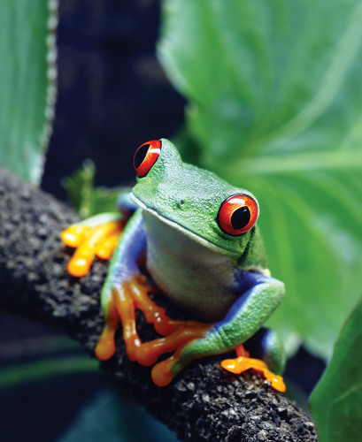 Jungle Tree Frogs