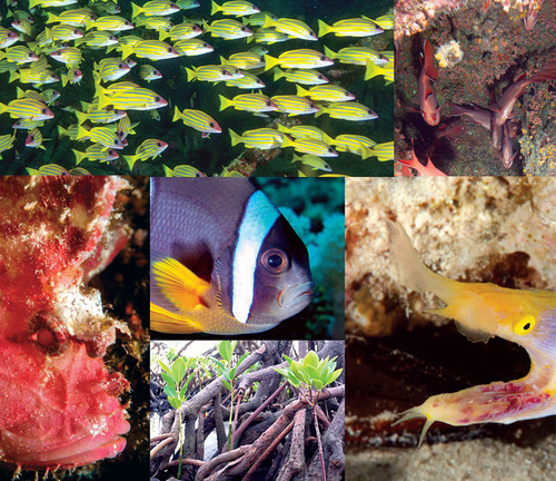 Tropical Fish Hobbyist - Jul/Aug 2020 Exploring the Reefs of Mauritius