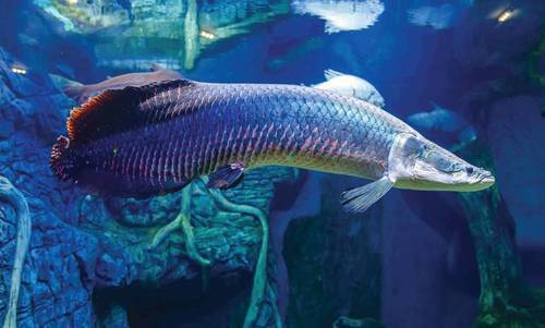 Baby Arapaima Fish