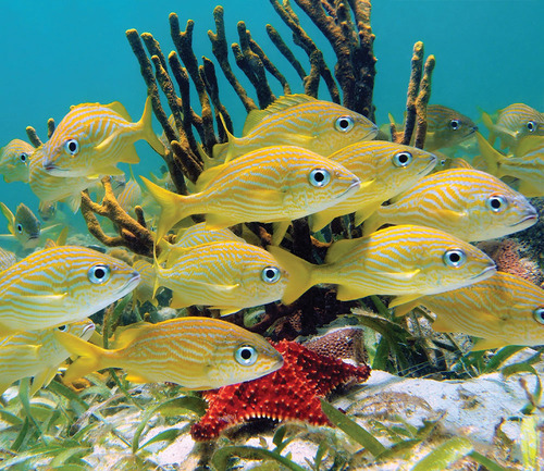 Tropical Fish Hobbyist - Mar/Apr 2018 Grunts For The Marine Aquarium