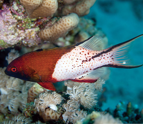 Tropical Fish Hobbyist - Mar/Apr 2019 Bodianus: Hogfish in the Marine ...