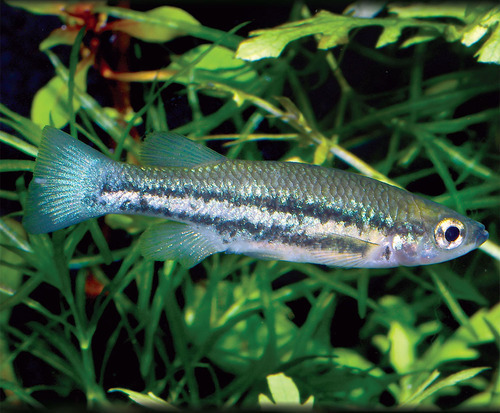 Tropical Fish Hobbyist - Mar/Apr 2020 Finding and Keeping the Bluetail ...