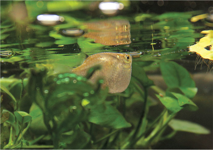 Silver Hatchetfish School