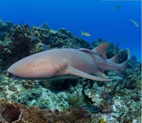 Tropical Fish Hobbyist - May/Jun 2019 Swimming with Reef Predators