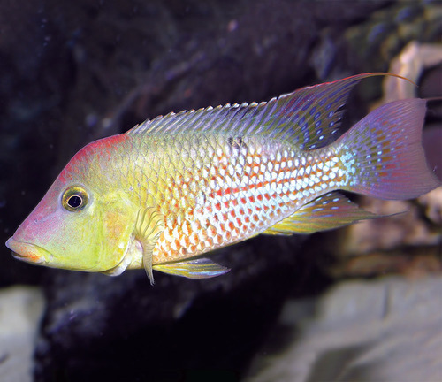 Tropical Fish Hobbyist - May/Jun 2020 Keeping the Red-Hump Eartheaters