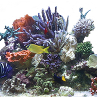 Tropical Fish Hobbyist - May/Jun 2023 ICP Testing, Trace Elements, and ...