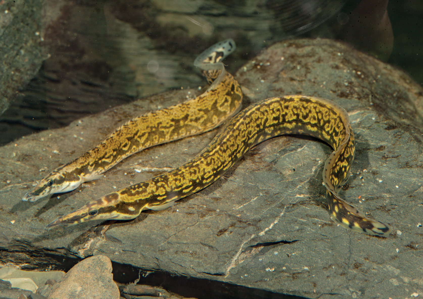Tropical Fish Hobbyist May Jun 2024 African Rarities The Spiny Eels of Lake Tanganyika and the Congo River