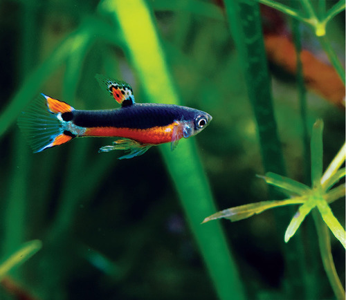 Tropical Fish Hobbyist - Nov/Dec 2018 Three Wildly Offbeat Guppies