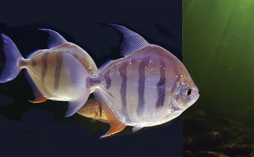 Tropical Fish Hobbyist - Sep/Oct 2022 Tiger Silver Dollars of the Amazon