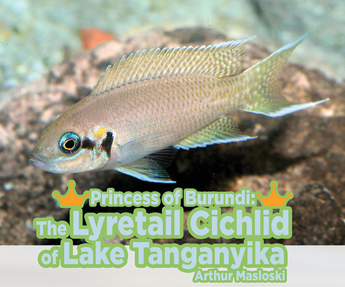 Tropical Fish Hobbyist - Sep/Oct 2022 Princess of Burundi: The Lyretail ...