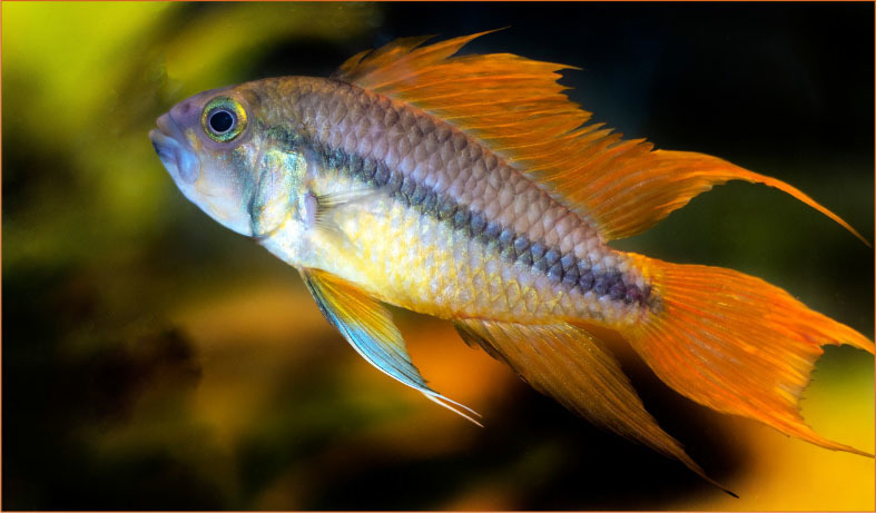 Apistogramma Species