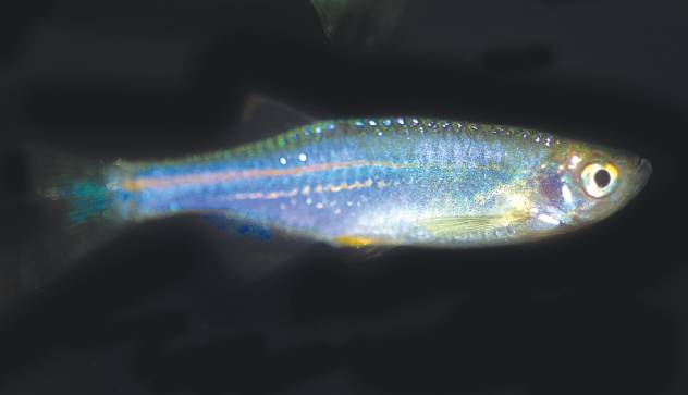 Blue Danio