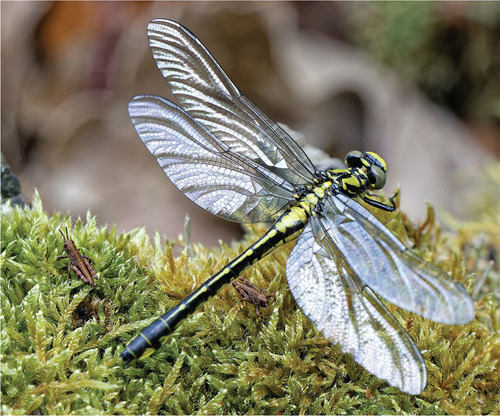 Water Environment Technology - April 2025 Dragonflies Help Track Mercury Pollution
