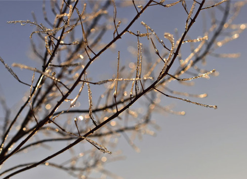 Water Environment Technology - June 2021 Advancing Tree Branch Filter ...